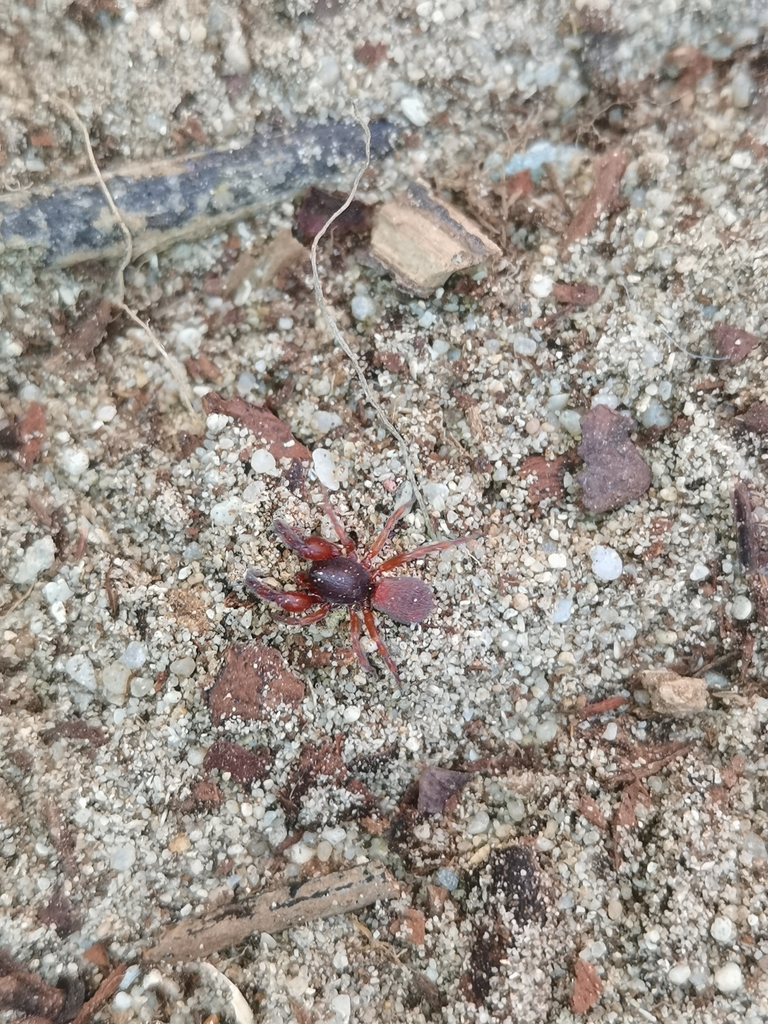 Common Palp-footed Spiders from Mitchells Plain, South Africa on ...