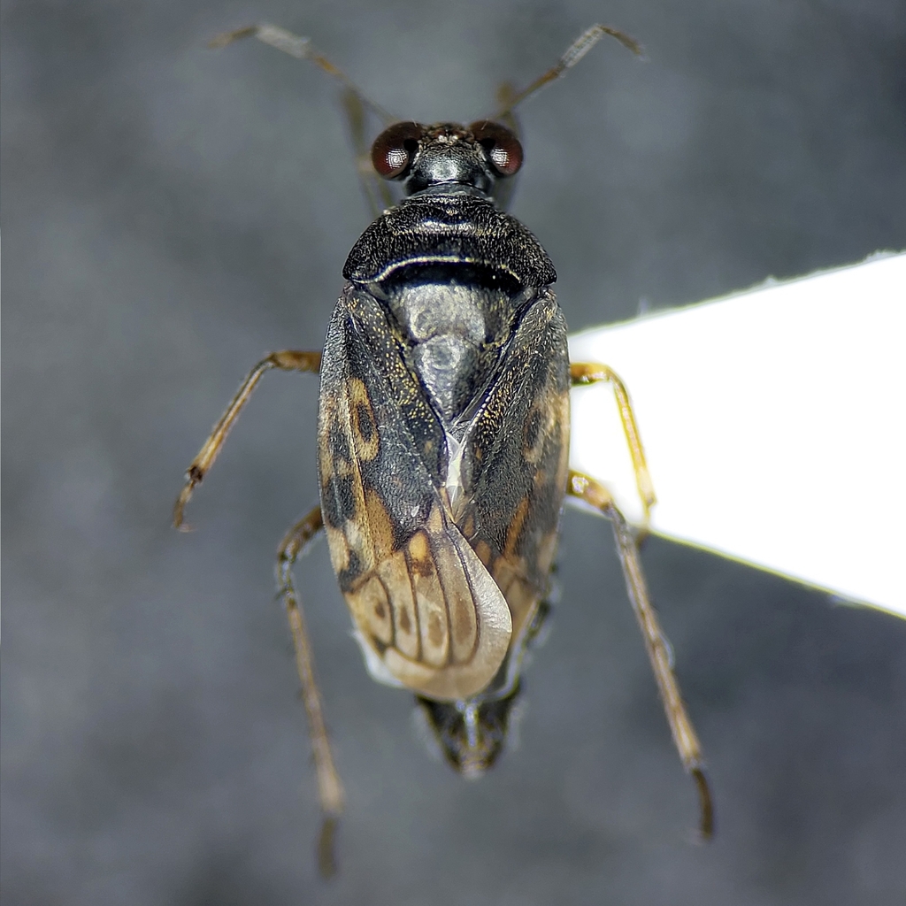 pale shore bug from 1252 Meinier, Switzerland on August 29, 2024 by ...