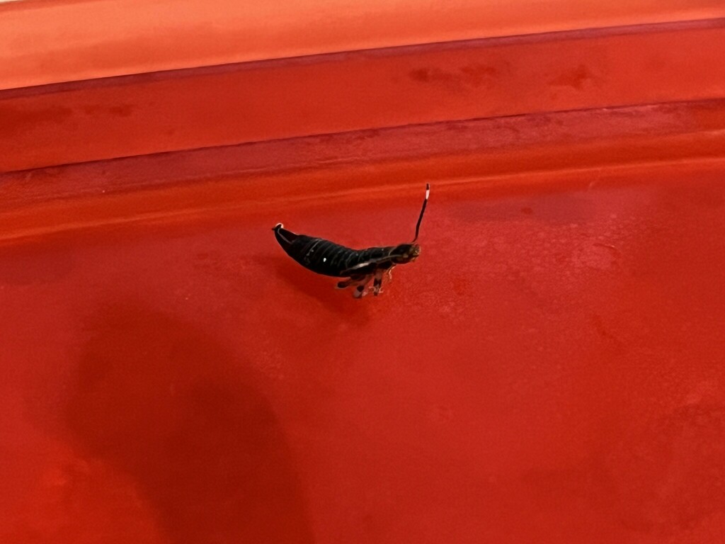 Ring-legged Earwig from Menlo Park, Tucson, AZ, USA on September 9 ...