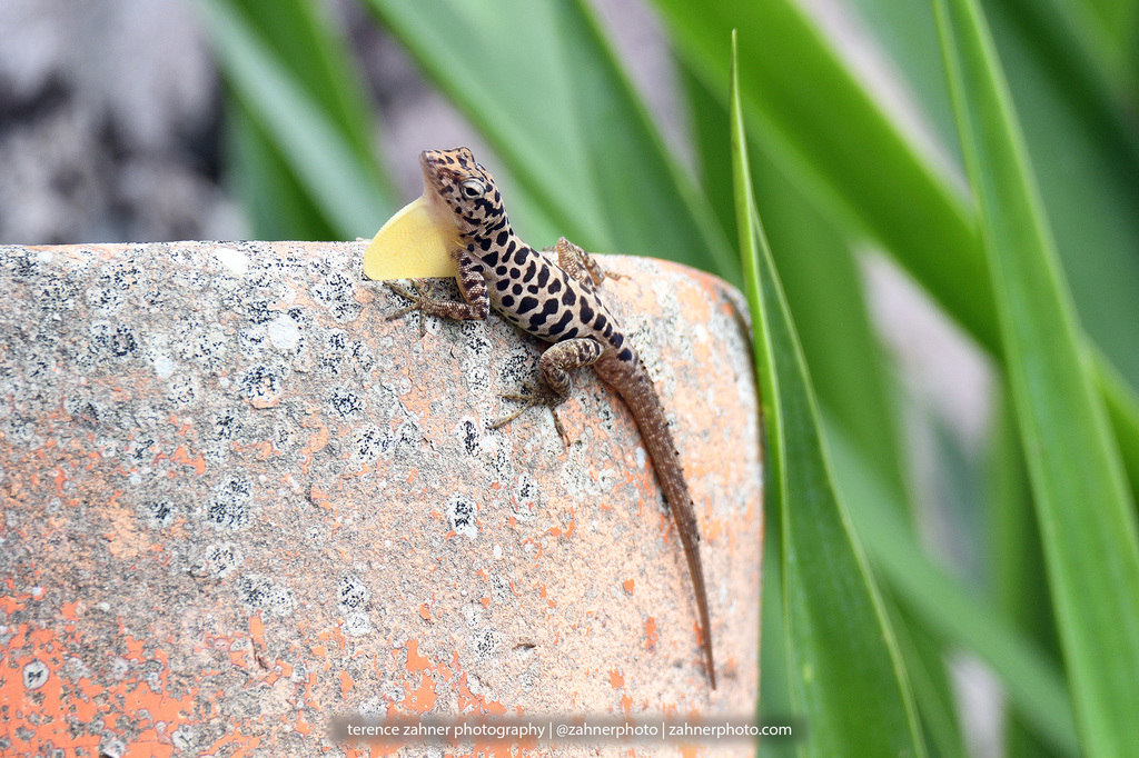 Saban Anole (Anolis sabanus) - Snakes and Lizards