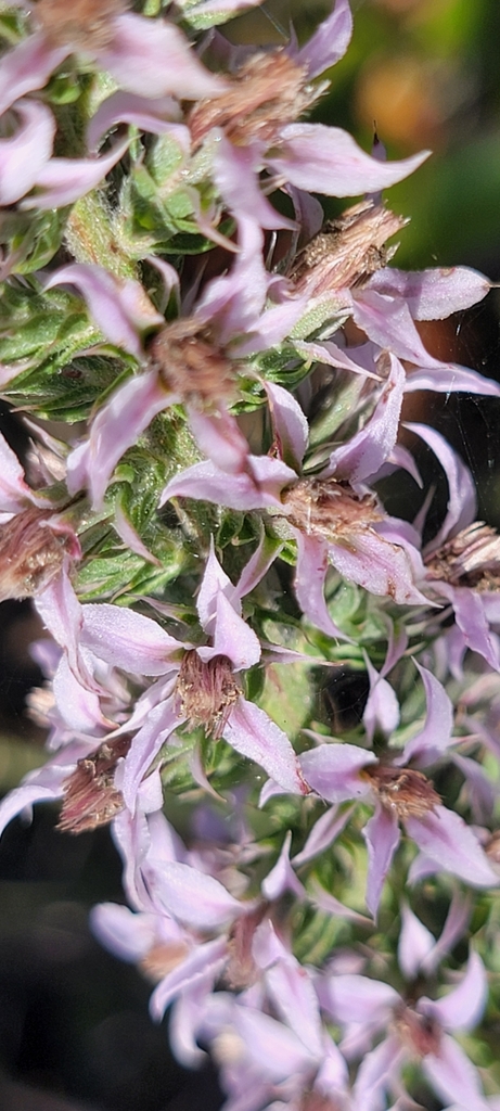 pink-scale blazing star from Arlington, TX 76016, USA on September 10 ...