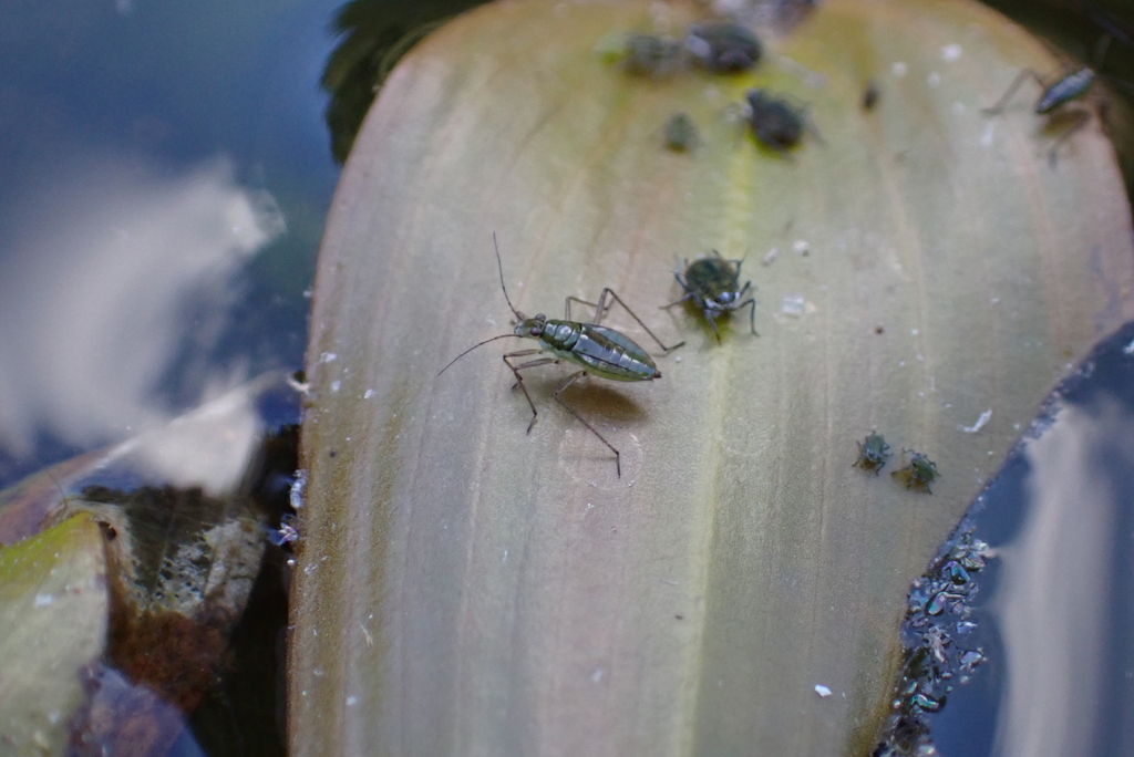 Mulsant's Water Treader in September 2024 by Zoë Davis · iNaturalist