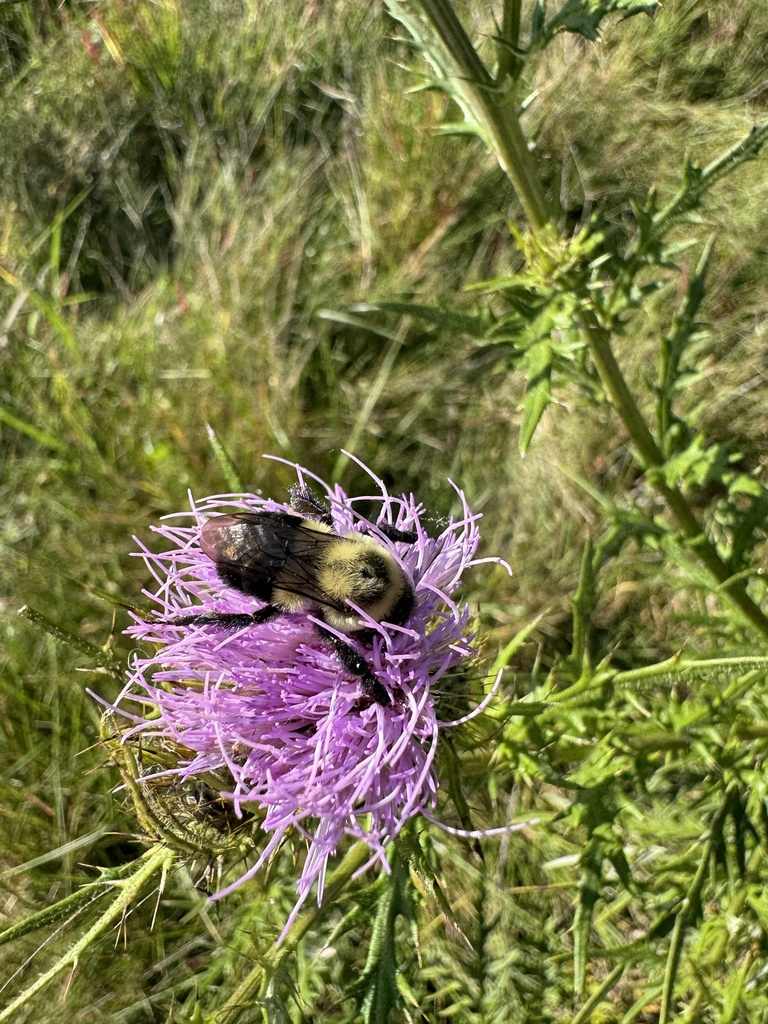 Common Eastern Bumble Bee from Pacific, MO, US on September 4, 2024 at ...