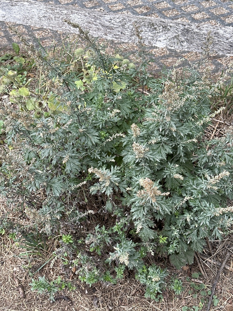 common mugwort from Bailey Road, Leigh-On-Sea, England, GB on September ...