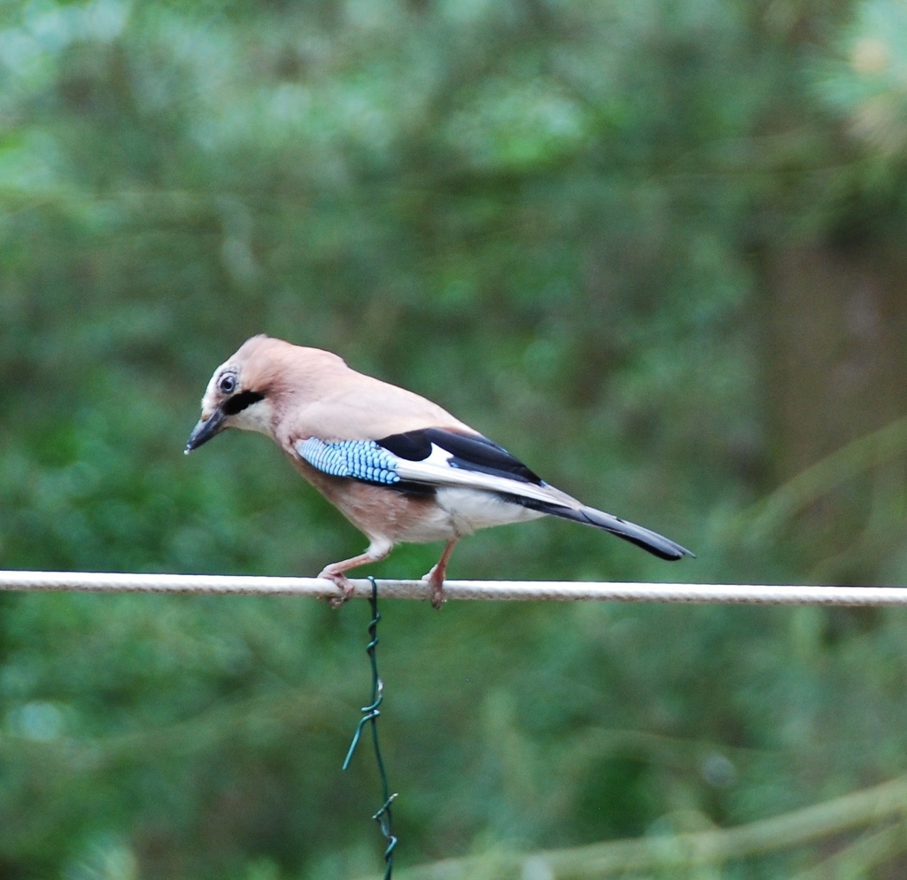 Eurasian Jay from Nottinghamshire, UK on June 23, 2013 at 02:37 PM by ...