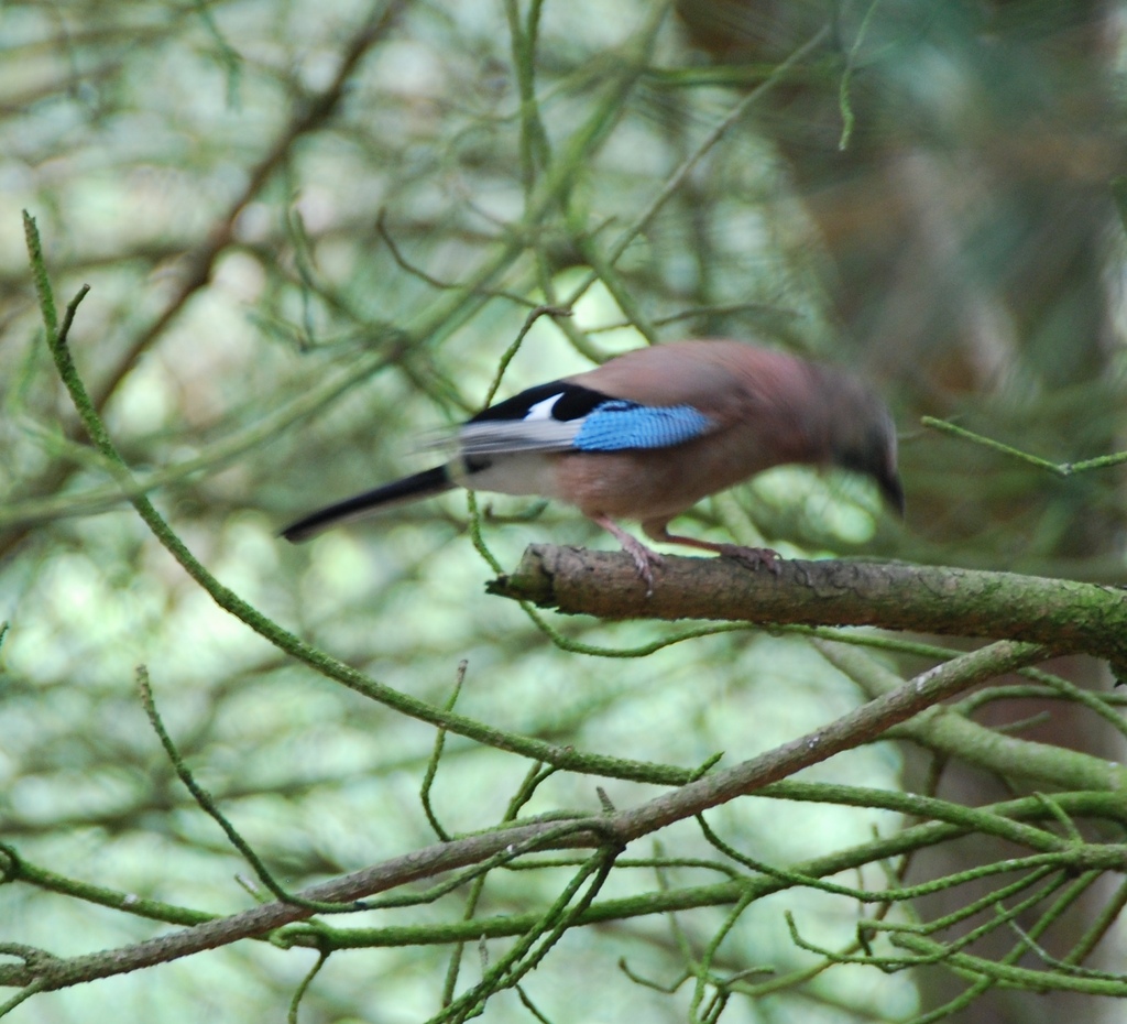 Eurasian Jay from Nottinghamshire, UK on June 23, 2013 at 02:37 PM by ...