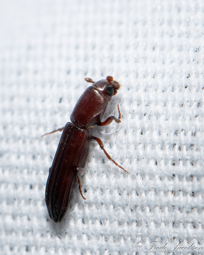 Lined Cylindrical Bark Beetle from Caroline County, MD, USA on ...