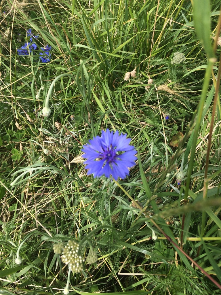 Cornflower from London, UK on July 10, 2016 at 03:28 PM by Andrew ...