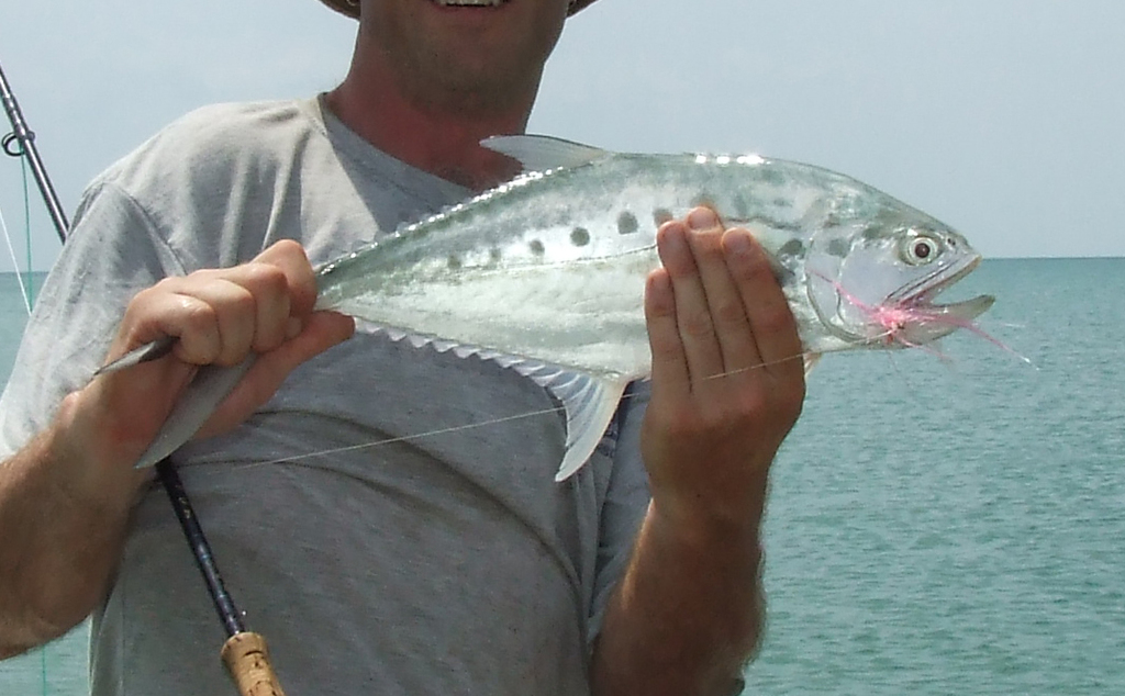 Giant Queenfish from Torres, QLD, Australia on December 8, 2007 at 02: ...