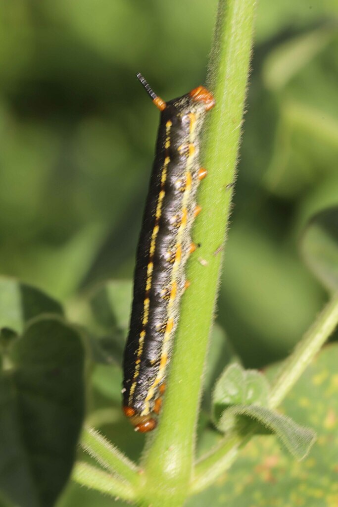 White-lined Sphinx from San Luis Potosí, S.L.P., México on August 16 ...