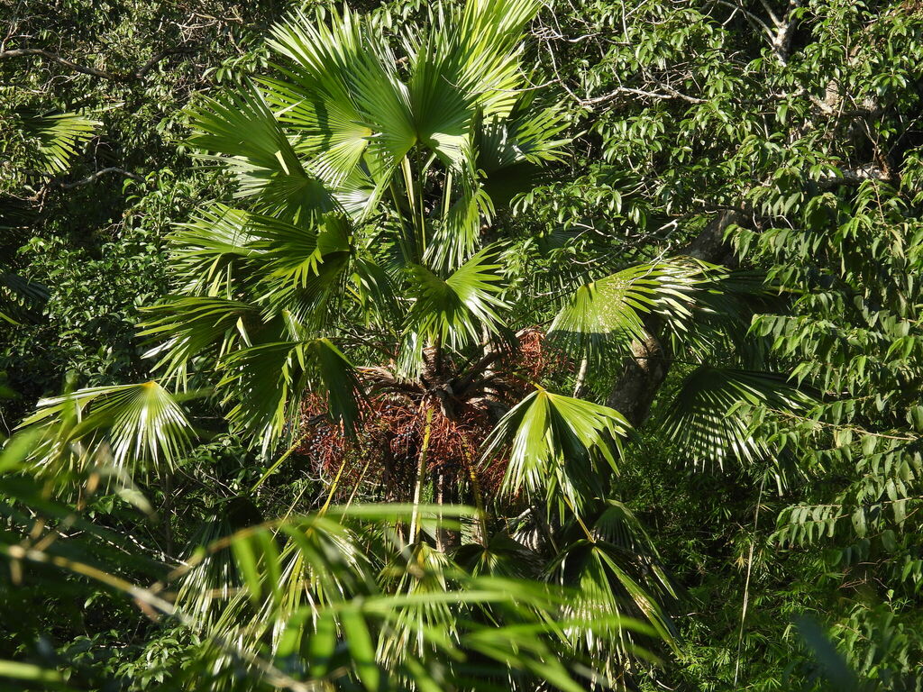 Livistona jenkinsiana from 3RX9+84W Pakke Tiger Reserve, Itakhola ...
