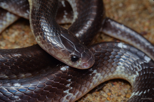 Common Krait (Bungarus caeruleus) - Snakes and Lizards