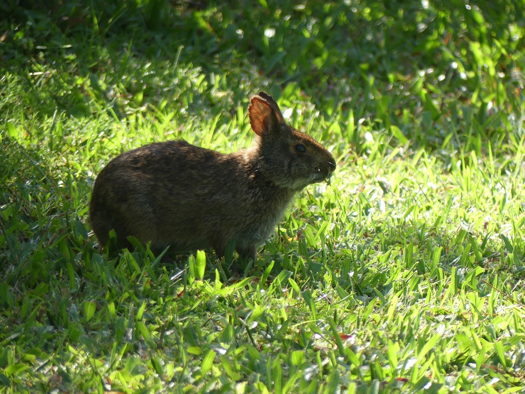 Marsh Rabbit (Sylvilagus palustris) - Know Your Mammals