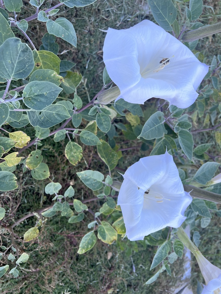 Sacred Datura from Creek Meadow Cove, Leander, TX, US on September 10 ...