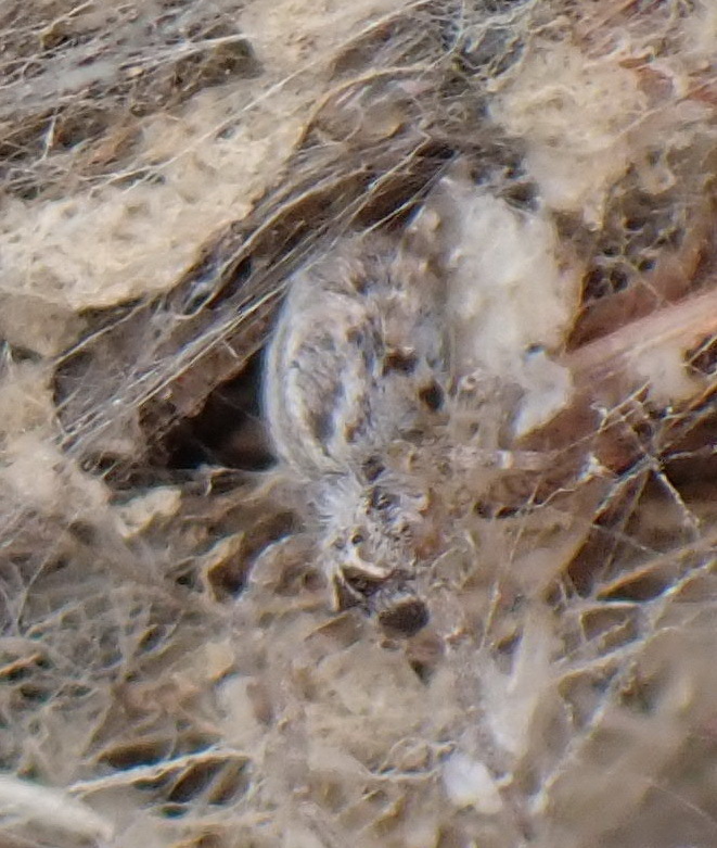 African Social Spider from Stonehill, Brandwag, Mossel Bay, Garden ...