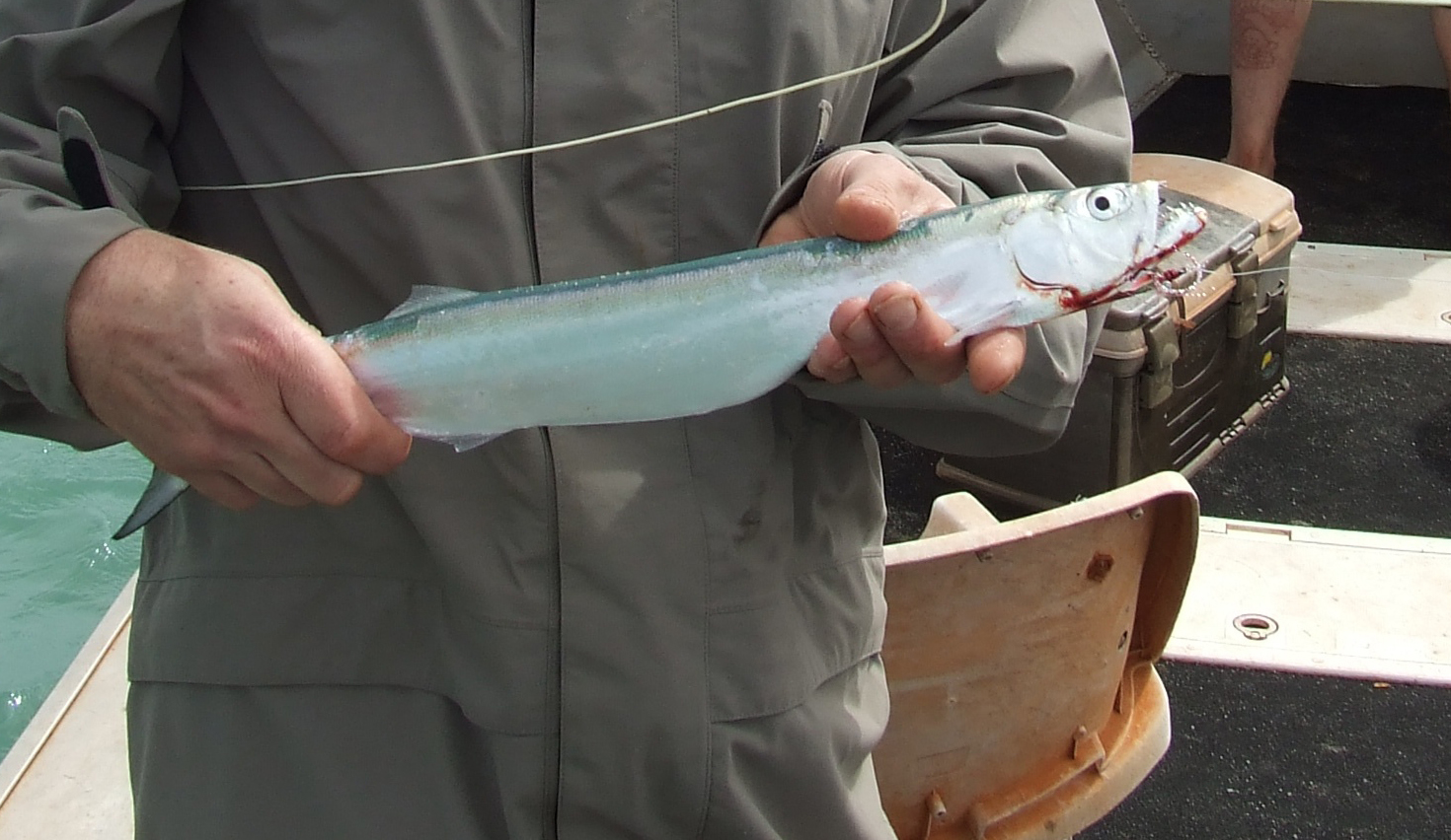 Chirocentrus Cuvier, 1816