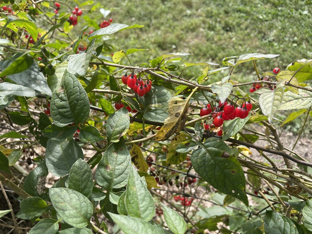nightshades from Minooka Park, Waukesha, WI, US on September 10, 2024 ...