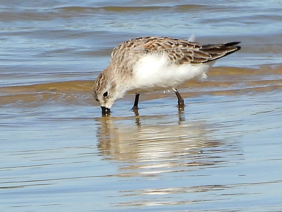 Western Sandpiper from Eldridge / West Oaks, Houston, TX, USA on ...