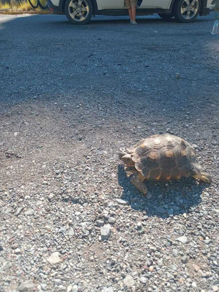 Texas Tortoise in August 2024 by Vincent Hoogesteger. Ejemplar ...