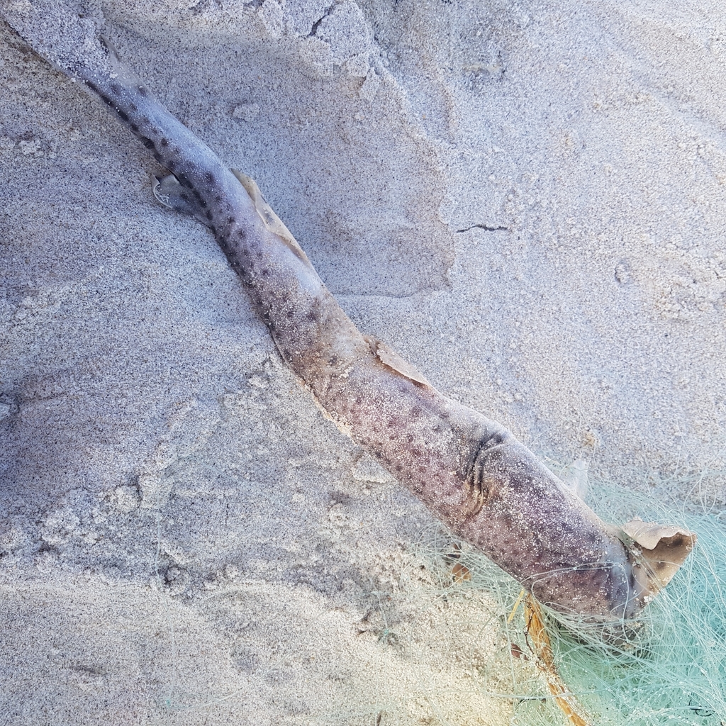 Small-spotted Catshark from Praia de Mira, 3070, Portugal on September ...