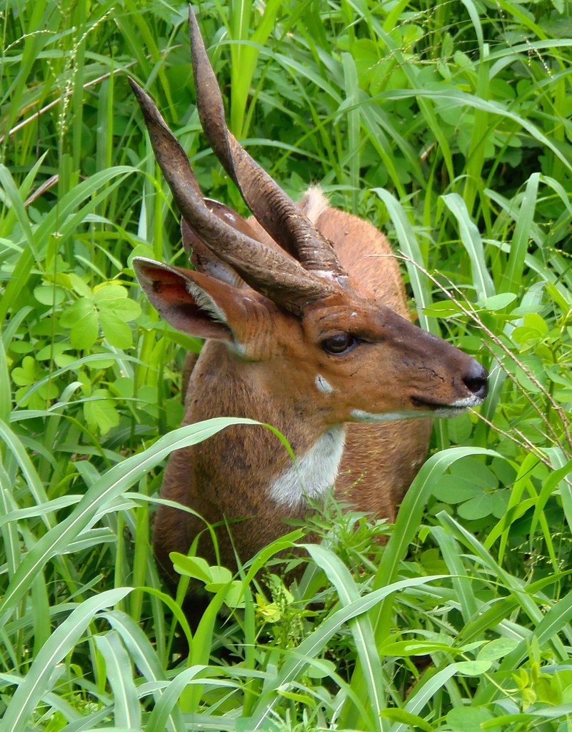 Cape Bushbuck from Letaba Rest Camp, Kruger National Park, Mopani ...
