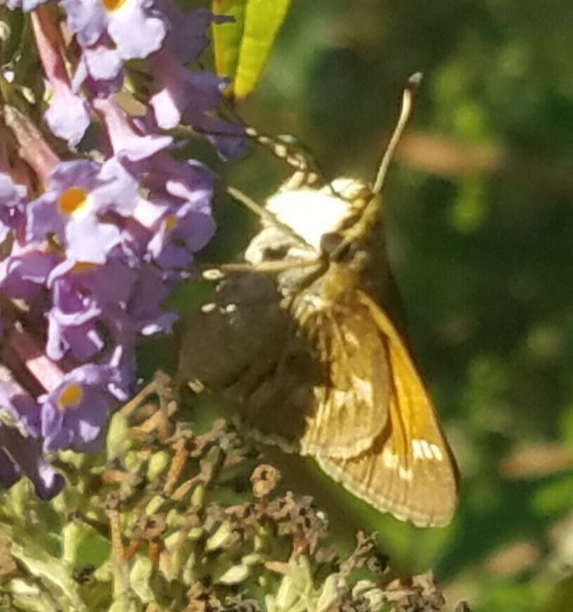 Huron Sachem in September 2024 by emperor_scorpious_ii. Several dozen ...