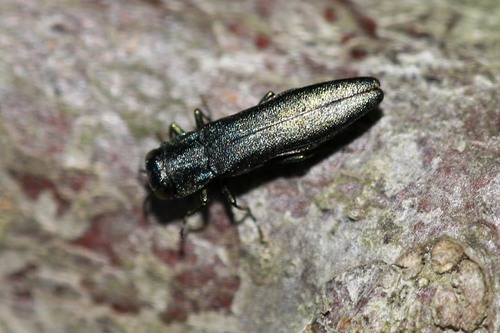 Agrilus angustulus · iNaturalist