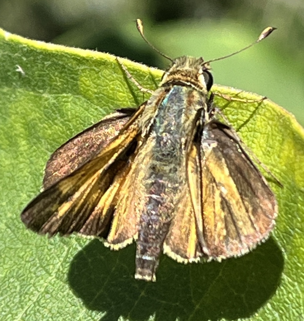 Huron Sachem from N Kent Rd, Broomall, PA, US on September 10, 2024 at ...