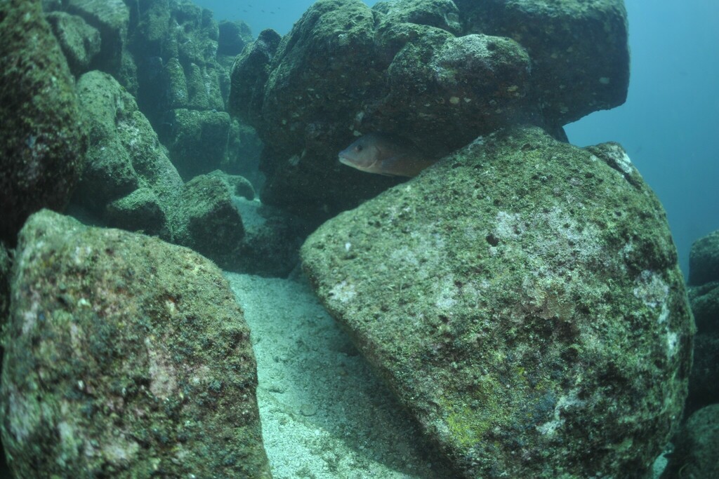 Pacific Cubera Snapper from La Paz, MX-BS, MX on September 1, 2024 at ...