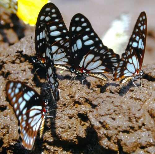 Subspecies Graphium philonoe whalleyi · iNaturalist