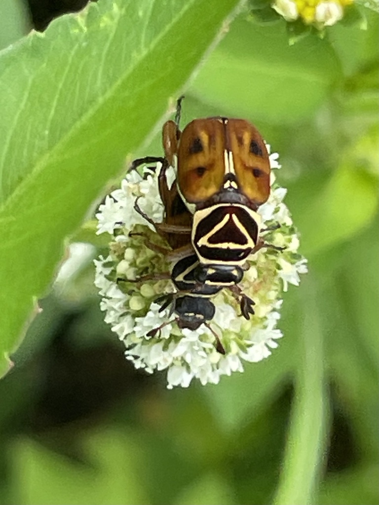 Delta Flower Scarab from Fish Branch Island, Okeechobee, FL, US on ...