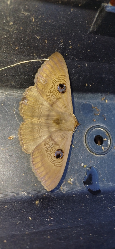 Southern Moon Moth from Whataroa 7886, New Zealand on September 11 ...