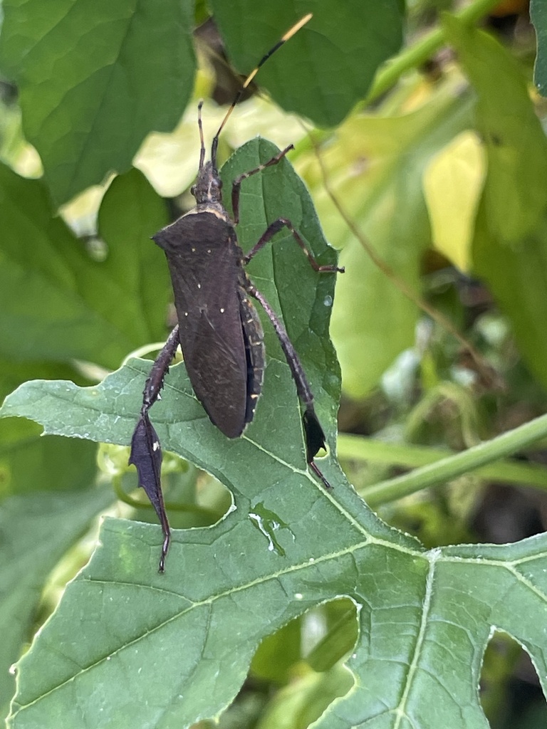 Citron Bug from Fish Branch Island, Okeechobee, FL, US on September 10 ...