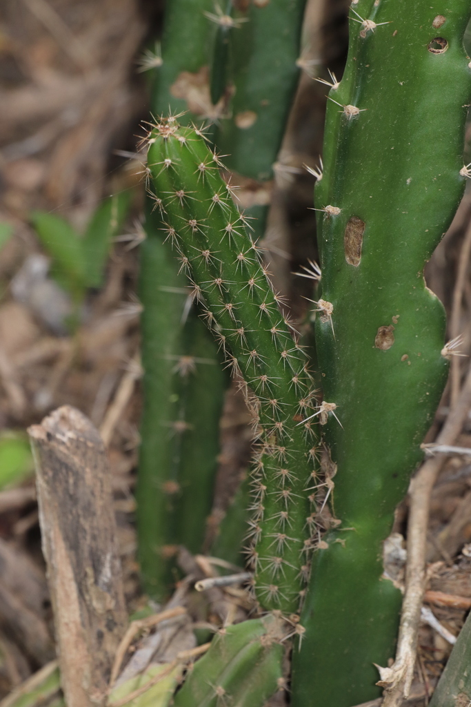 Octopus Cactus in September 2024 by Eber Barraza · iNaturalist