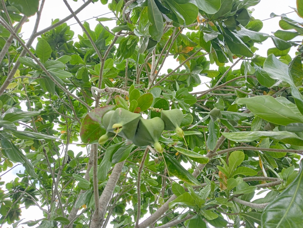 Fish Poison Tree from Samoa on September 11, 2024 at 10:32 AM by John ...