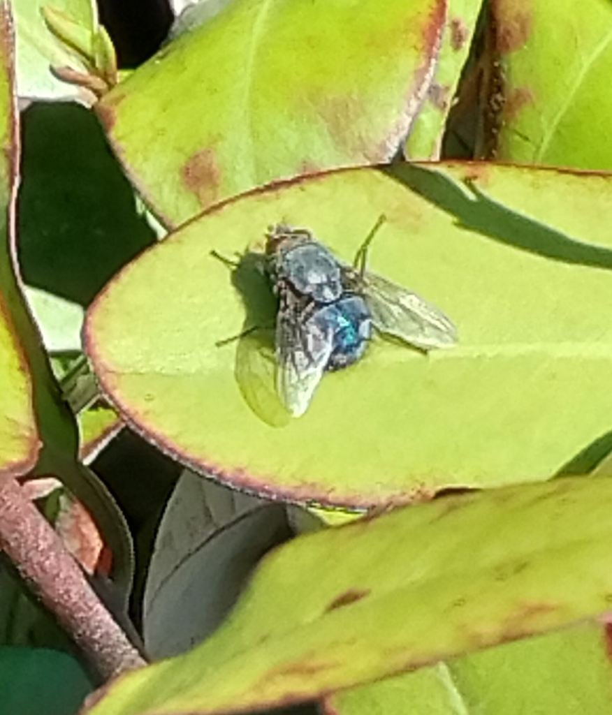 Bluebottle Flies from Rolleston 7614, New Zealand on September 11, 2024 ...
