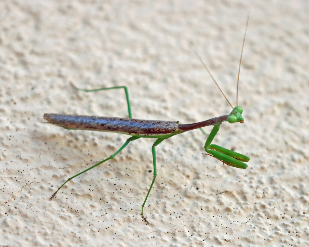 Sonoran Tiger Mantis from Canoa Ranch, AZ, USA on September 10, 2024 at ...
