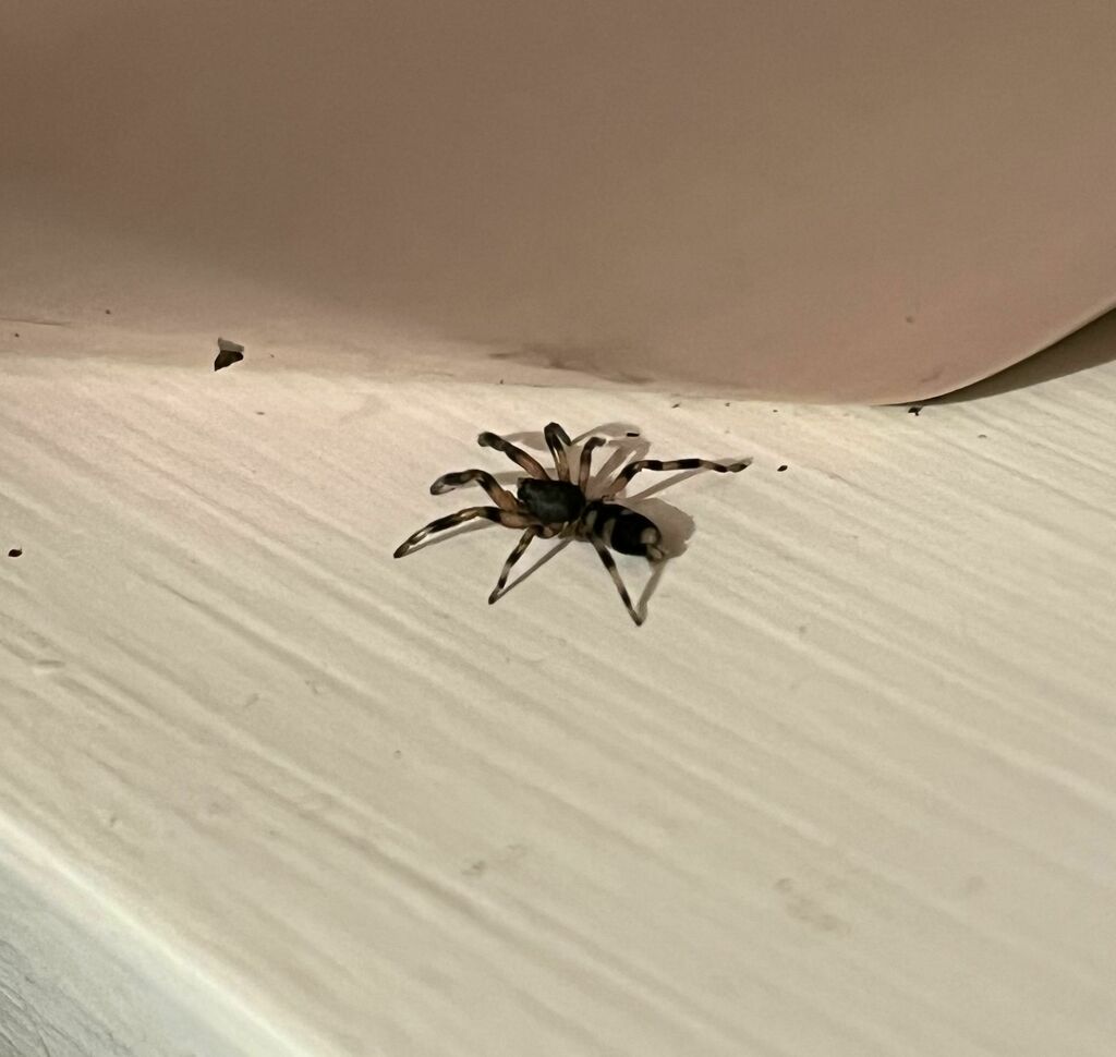White-tailed Spiders from Aro Valley, Wellington, New Zealand on August ...