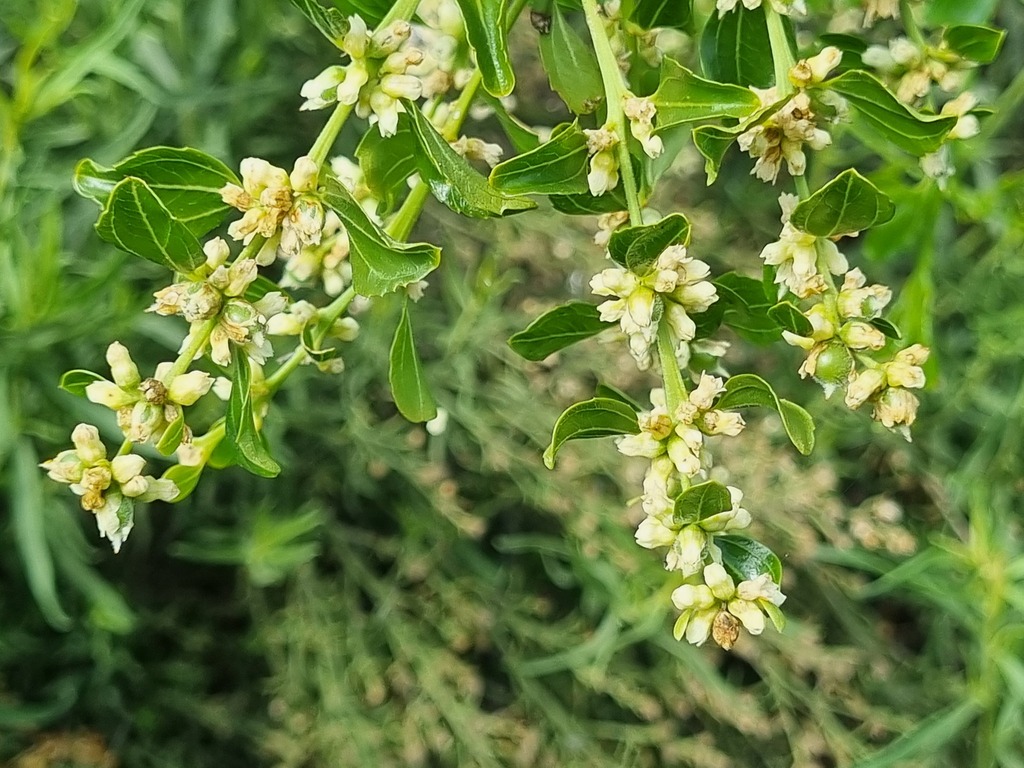 Retanilla trinervia from Quillota, Valparaíso, Chile on September 8 ...