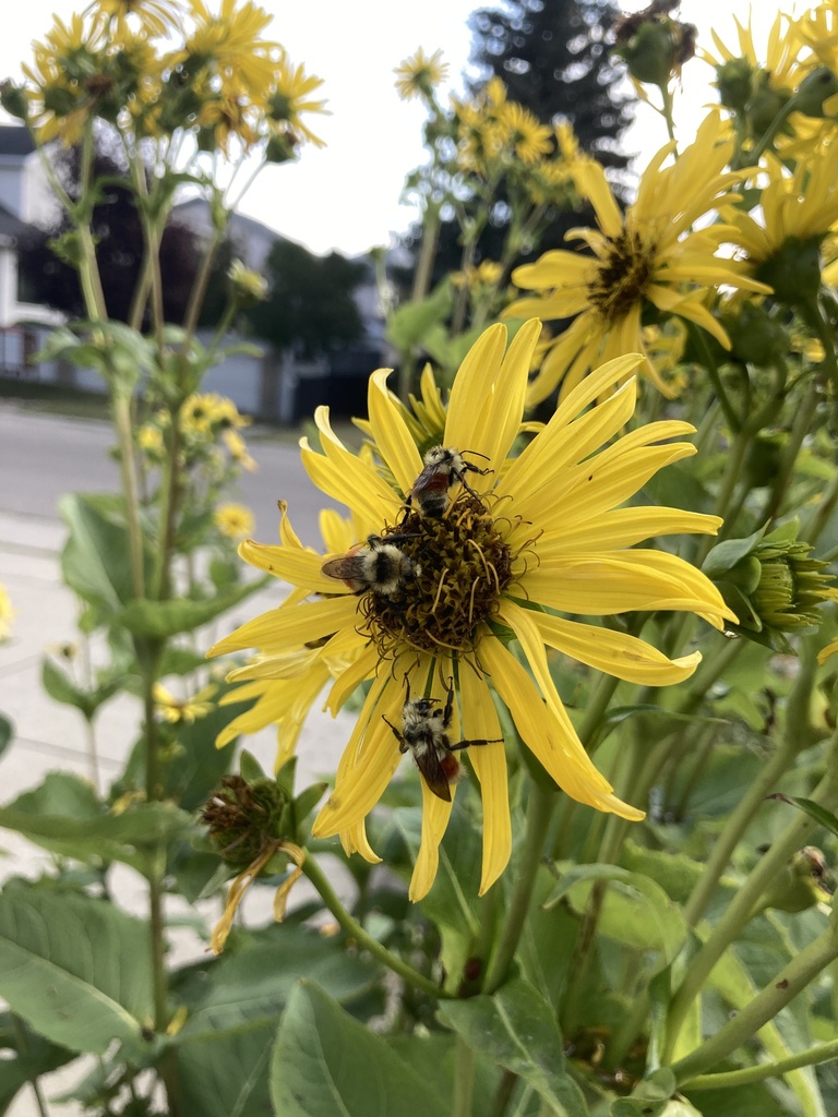 Hunt's Bumble Bee from Douglasdale, Calgary, AB T2Z, Canada on ...