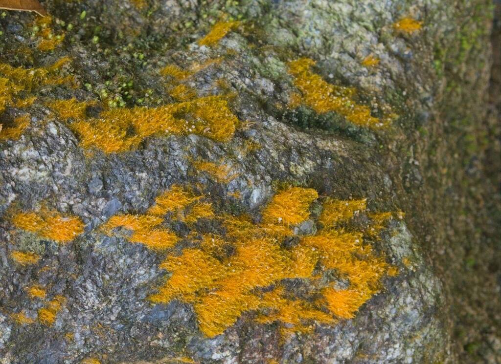 Orange Terrestrial Algae from Langkawi, Kedah, Malaysia on September 5, 2024 at 11:48 AM by ...