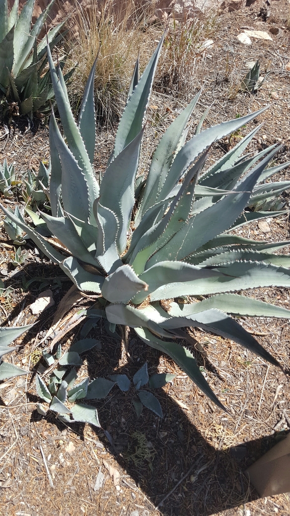 Verde Valley Agave in May 2016 by steffen1329 · iNaturalist