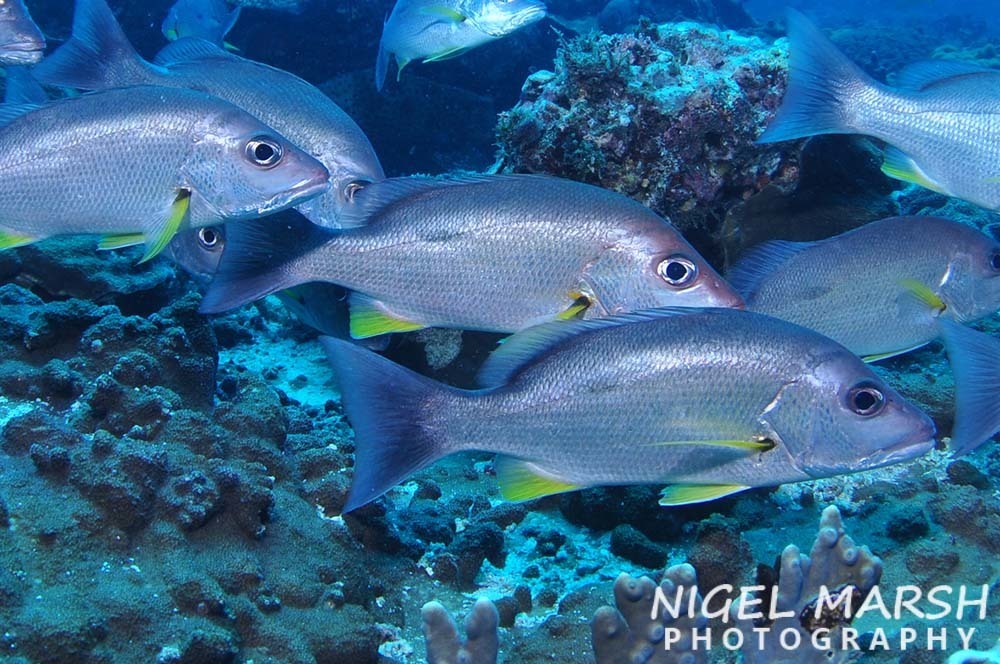 Moses' Snapper (Lutjanus russellii) - Marine Life Identification