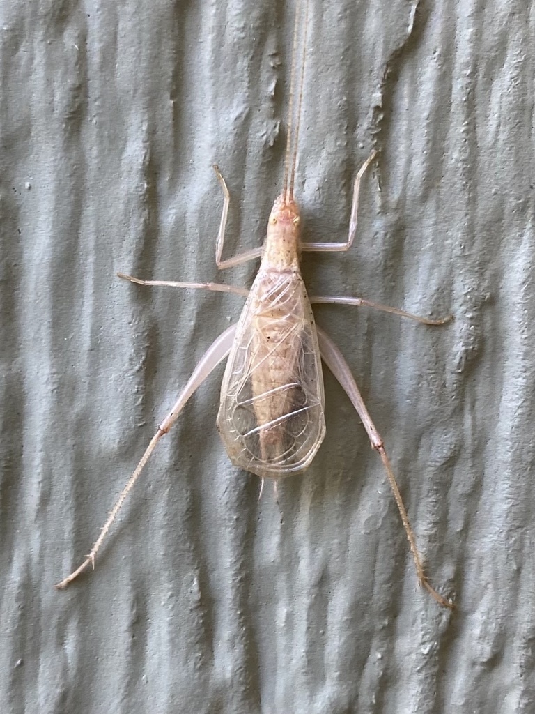 Western Tree Cricket from Sanborn Rd, Saratoga, CA, US on September 10 ...
