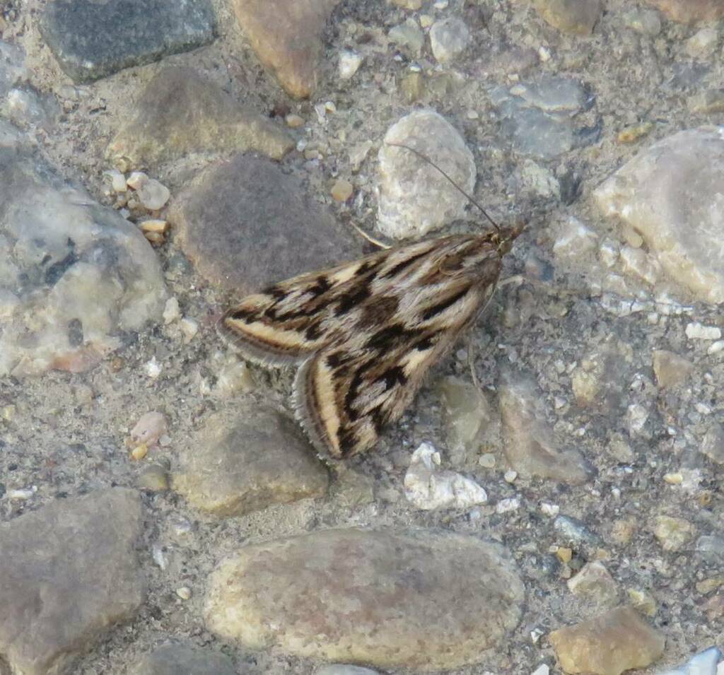 Alfalfa Webworm Moth from Maple Creek, SK S0N 1N0, Canada on September ...