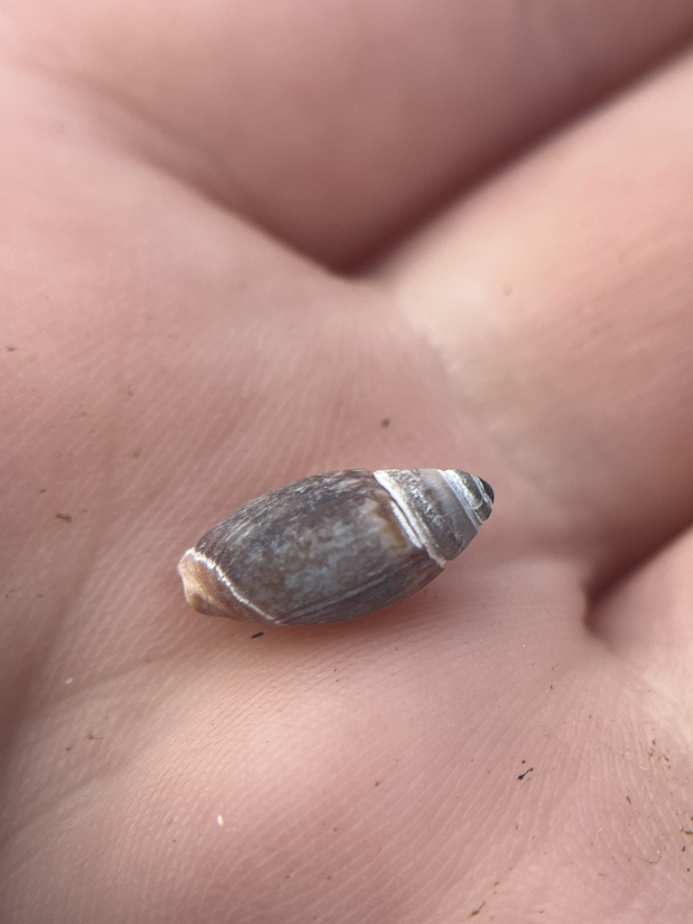 Purple Olive Snail from Mukilteo Lighthouse Park, Mukilteo, WA, US on ...