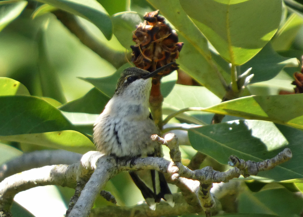 Ruby-throated Hummingbird from Delaware County, PA, USA on September 10 ...