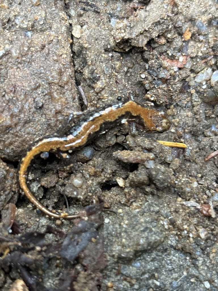 Salamanders from Great Smoky Mountains National Park, Bryson City, NC ...