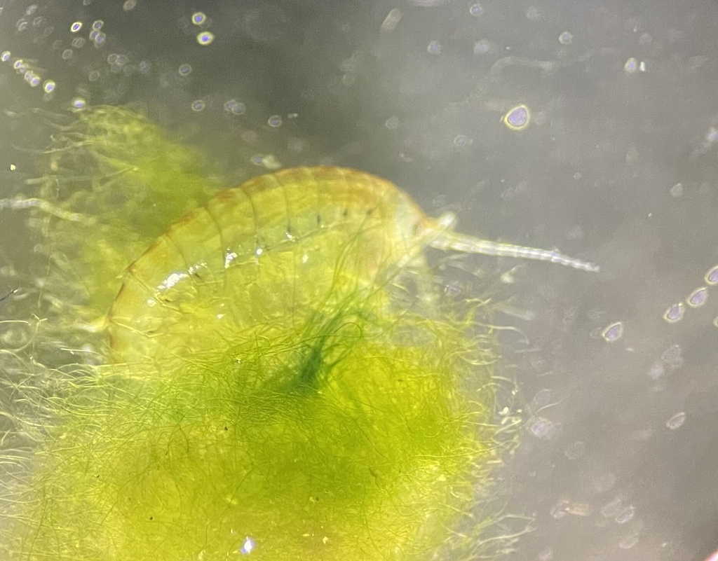 Hyalella azteca from Kissimmee River, Okeechobee, FL, US on September ...