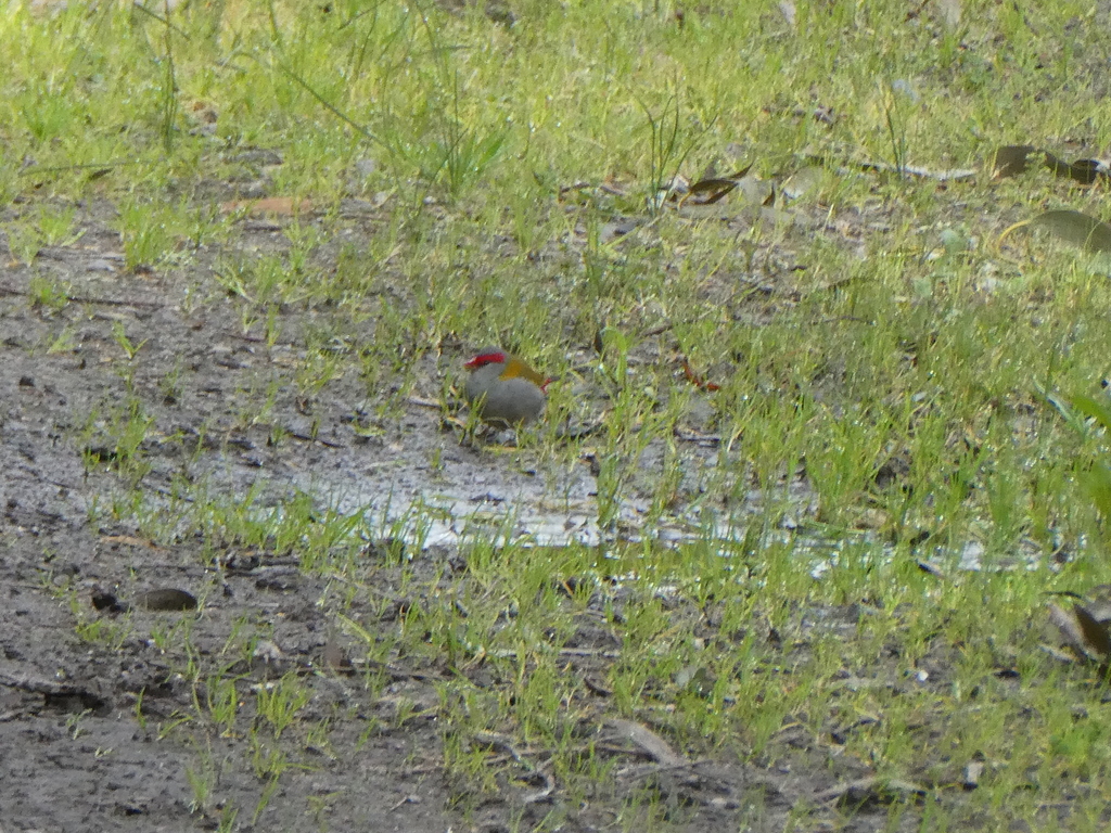 Red-browed Finch from Somerville VIC 3912, Australia on September 11 ...
